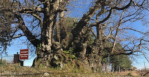 Ancient Sentinels: Sicily’s Legendary Chestnut Trees – The Historical ...