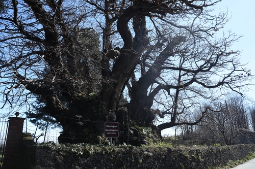 chestnut tree barnsley